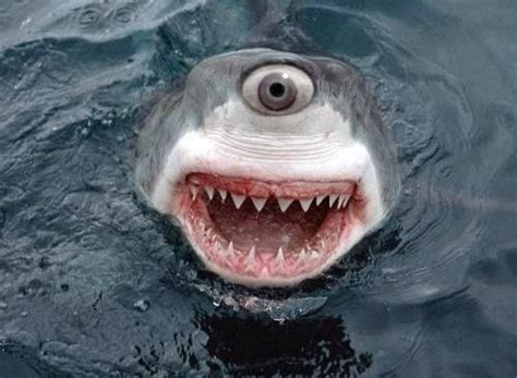 The One Eyed Albino Shark Stars Of The Spiral