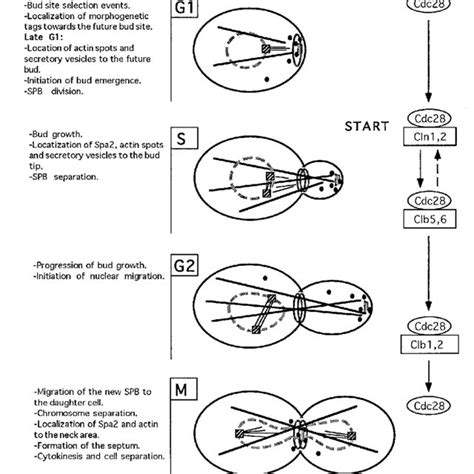 Cell Division Cycle And Morphogenesis Coordination Of Nuclear And Download Scientific Diagram