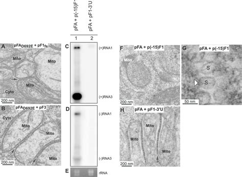 Spherule Formation Requires Protein A Polymerase Activity And A