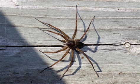 Boat Dock Spiders