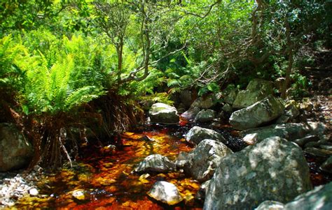 Free Images Rock Wilderness Trail Leaf Stream Jungle Autumn