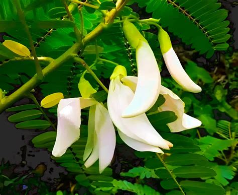 Benefits Of Katuray Sesbania Grandiflora A Wonder Plant Money For