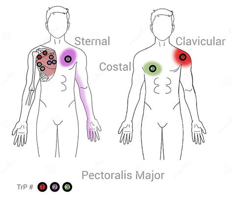 Pectoralis Major Stock Illustration Illustration Of Drawing 304713515