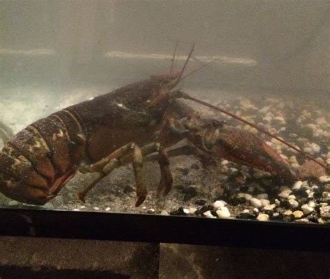 Two Canadian Women Undertook An Epic Rescue To Return A Lobster To The Sea