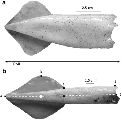 A Squid Of Modal Population Length With Arrows Defining Dorsal Mantle