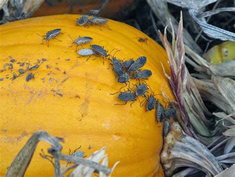 Squash Bugs Oklahoma At Ethel Montoya Blog