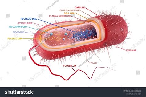 Rodshaped Gramnegative Bacterium Digital Illustration Stock