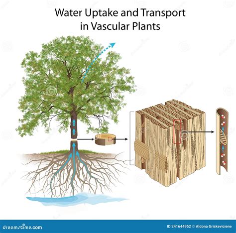 Vascular Plants Diagram Vascular Plants Diagram