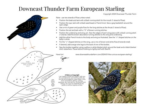 The Curious European Starling Downeast Thunder Farm