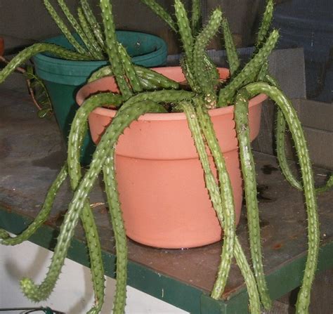 What Is This Trailing Succulent