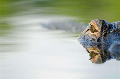 Wildlife Forensic Science Continuing Education Wildlife Forensic