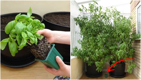 From Supermarket Seedling To A 6ft Basil Bush A Basil Growing Genius From Supermarket Seedling To A 6ft Basil Bush A Basil Growing Genius