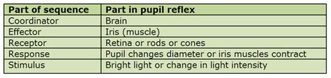Simple Reflex Arc Biology Notes For Igcse 2014