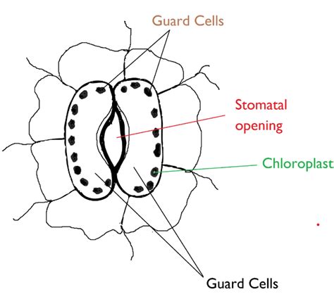 Stomata Diagram Morphology And Distribution Of Arabidopsis Stomata