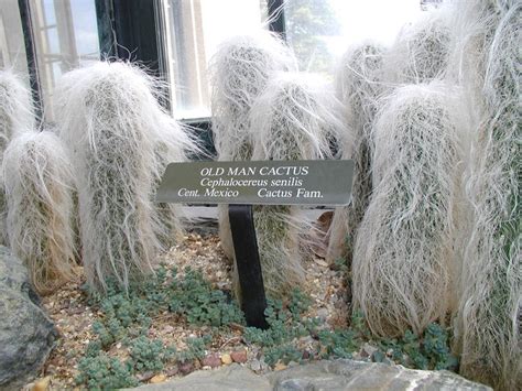 Survival Strategies How Cacti Adapt To The Desert Succulent Alley