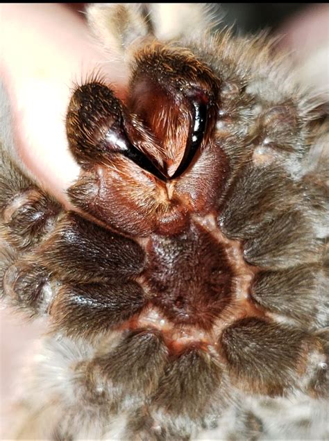 Tarantula Fangs Removed