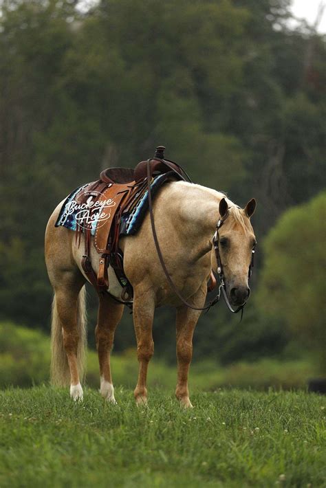 Meet Badge An Outstanding Individual 6 Yr 14 2 Hands Palomino Roan