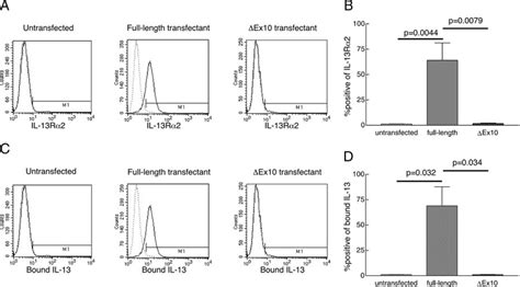 Membrane Bound Il 13r2 Is Produced By The Full Length Transcript A