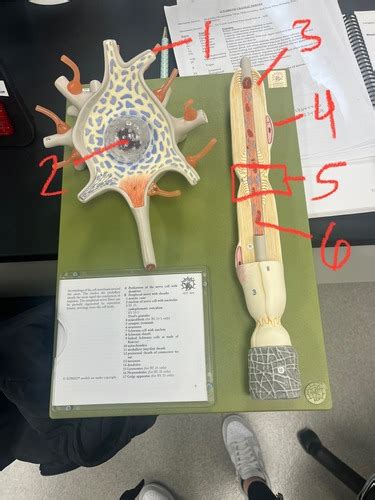 Neuron Anatomy Flashcards Quizlet