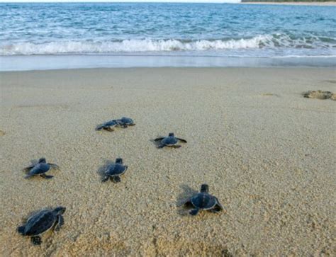 What Are Turtle Friendly Lights Blue Square Manufacturing