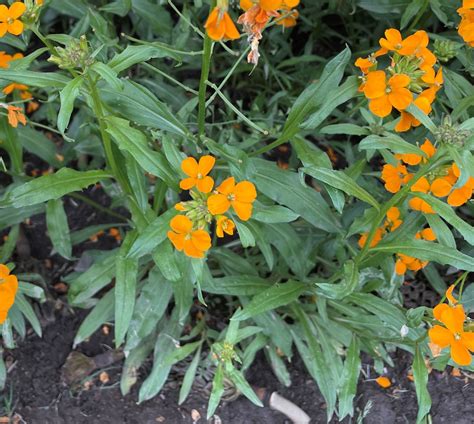 Erysimum × Cheiri Eflora Of India