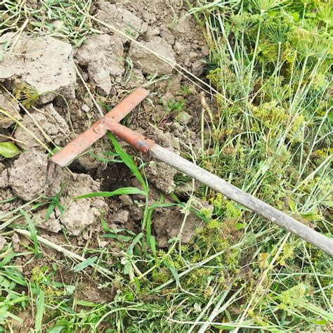 Premium Photo Collecting Cut Grass By Rake In Garden