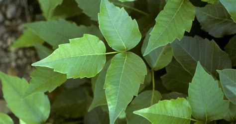Poison Ivy Control