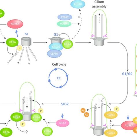 Pdf The Cilium Cellular Antenna And Central Processing Unit