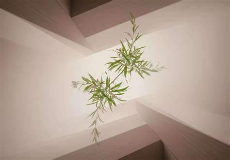 Berrys Acculturation Model → Term