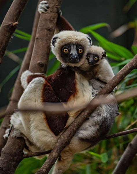 Primate On Brink Of Extinction Is Born At Uk Zoo Animal Rescue Society