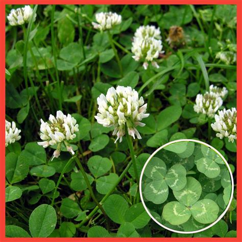 Biji Benih Bunga Semanggi（80 ）bunga Warna Putih Flower Seeds Lucky