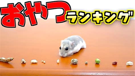 【ハムスター】全10種類‼️大好きな ”食べ物” は どれ⁉️チップ の おすすめ ランキング🌟 Youtube