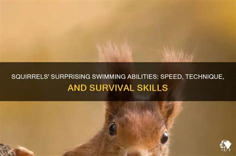 Squirrels Surprising Swimming Abilities Speed Technique And