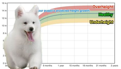 Berger Blanc Suisse Height Growth Chart How Tall Will My Berger Blanc