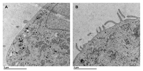 Cell Surface Membrane Microscope