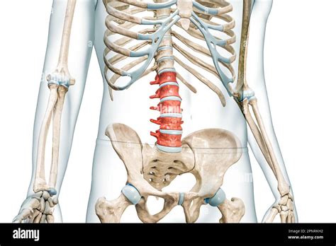 Human Vertebrae Lumbar