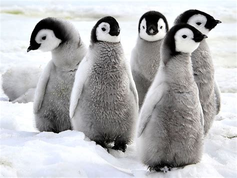 Emperor Penguin Habitat Pictures
