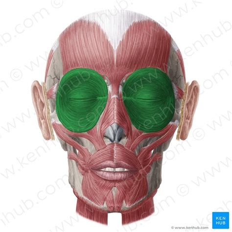 Orbicularis Oculi Diagram Quizlet