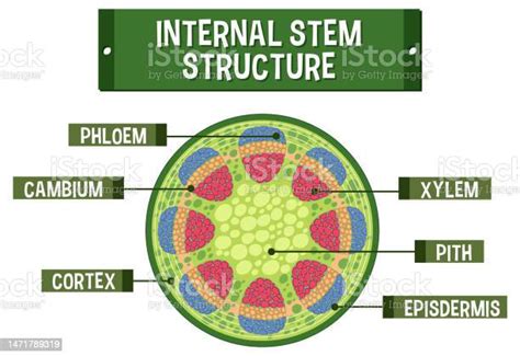 Internal Structure Of Stem Diagram Stock Illustration Download Image