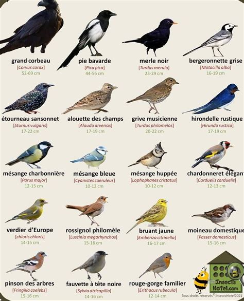 Comptez Les Oiseaux Des Jardins Artofit