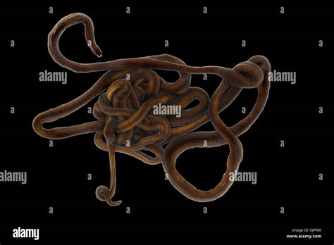 Bootlace Worm Length Bootlace Worm Size Qwxa