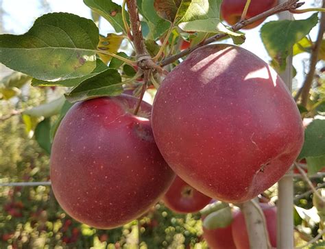 Story® Inored Cv Pp 22 794 Adams County Nursery Inc