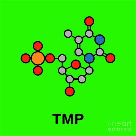 Deoxythymidine Monophosphate