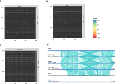 Genome Wide Syntenic Collinear Blocks And A Chromosomal Inversion Download Scientific Diagram