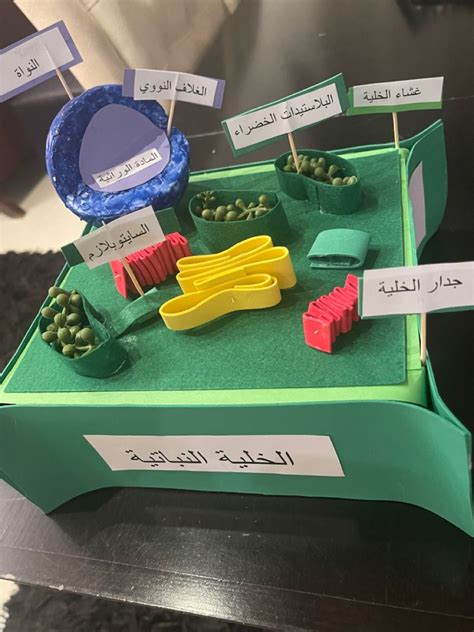 مجسم خلية نباتية