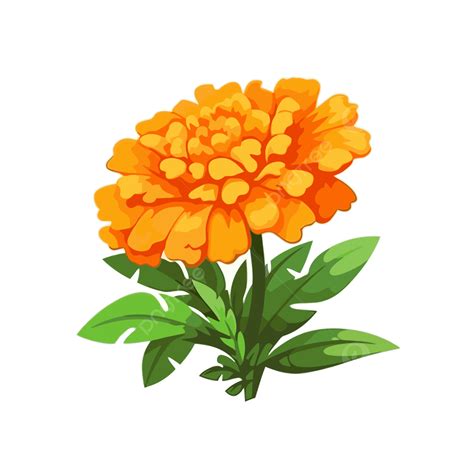 Marigold Flower Vector Background At Nathan Dillon Blog