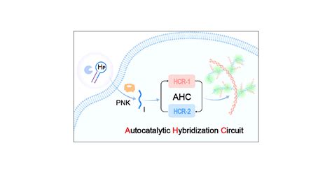 Sensitive Autocatalytic Hybridization Circuit For Reliable In Situ Intracellular Polynucleotide
