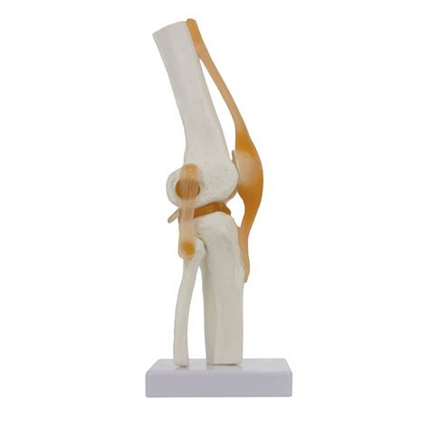 Functional Knee Joint With Ligaments Model Nasco Healthcare