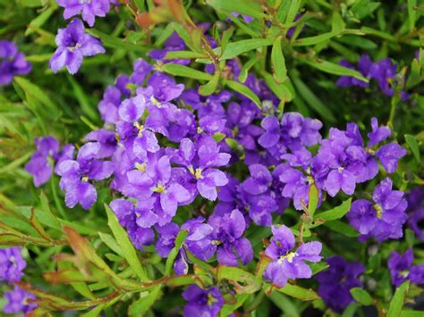 Dampiera Diversifolia Purple Courage Wholesale Nursery Nurseries In