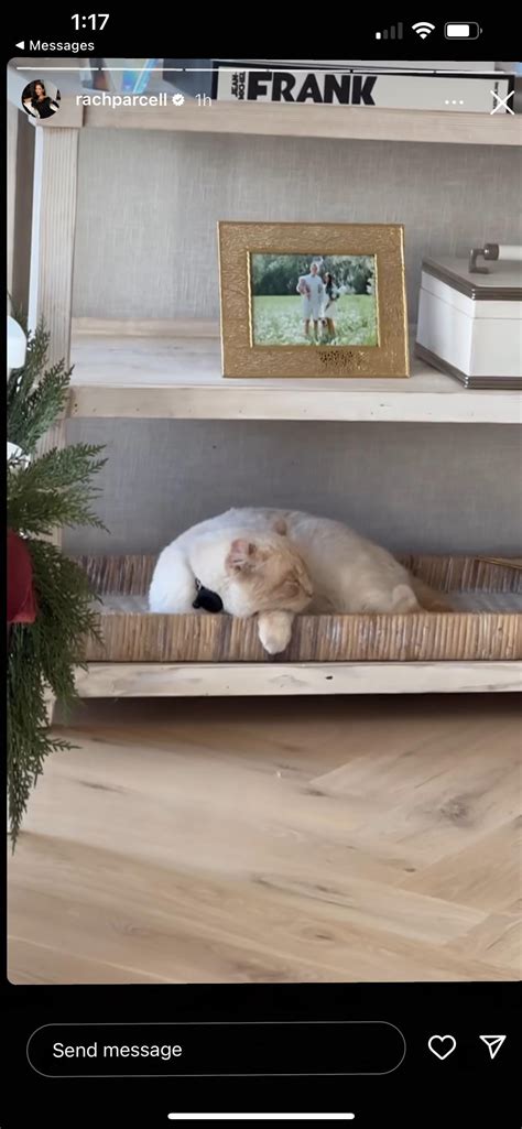 Does Kitty Have A Gps Tracking Device On Today If So Can I Take